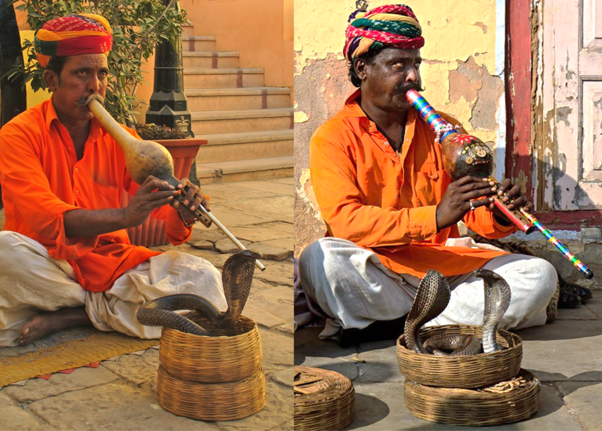 7 Most Sacred Animals In India And Their Religious Significance In ...