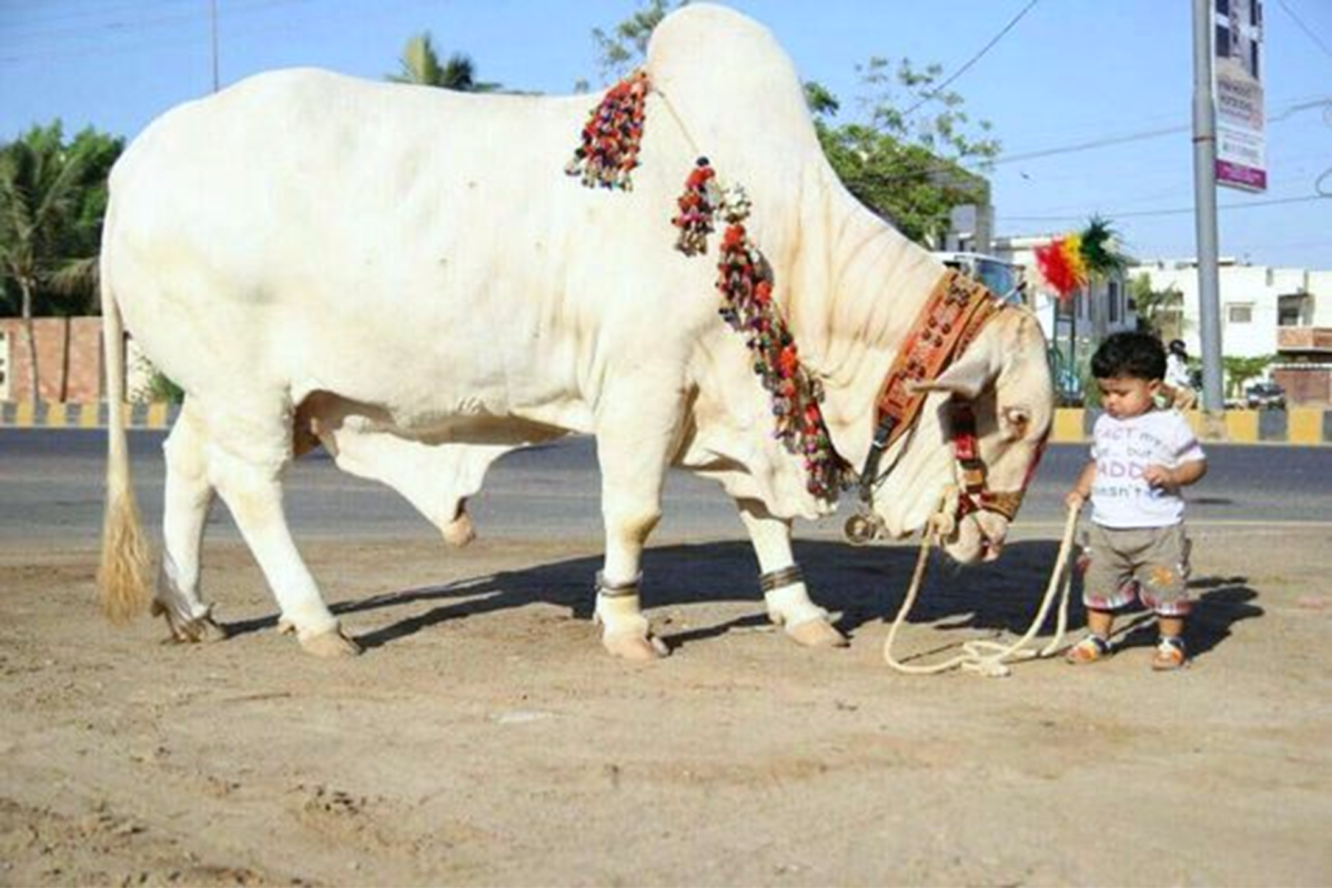 7 Most Sacred Animals In India And Their Religious Significance In ...