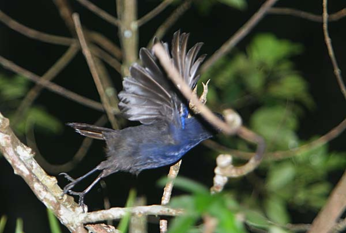 Beginning Birding: Avoid Frustration With These Basic Principles - HubPages
