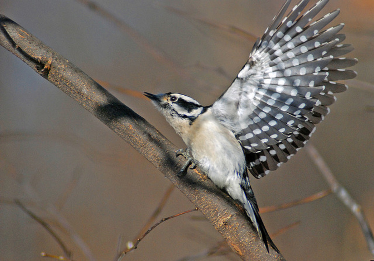 Beginning Birding: Avoid Frustration With These Basic Principles - HubPages