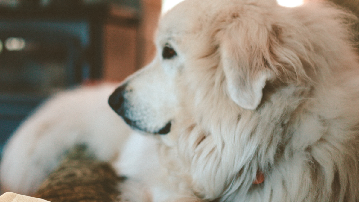 Great Pyrenees Aggression Towards Other Dogs - Dog Discoveries