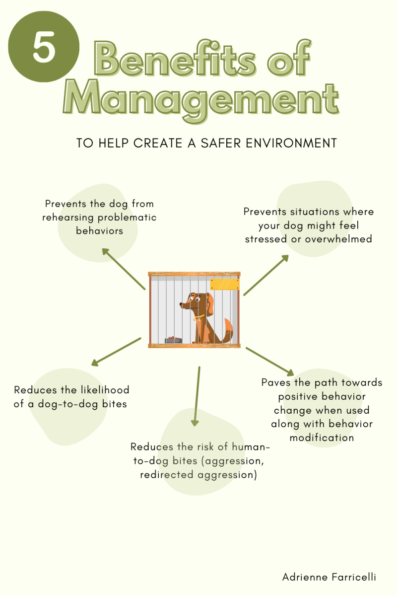 Great Pyrenees Aggression Towards Other Dogs - Dog Discoveries