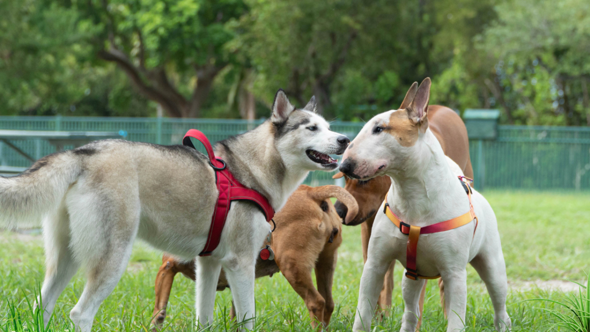 Help, My Dog Barks at Other Dogs and Won't Play, What Can I Do? - HubPages