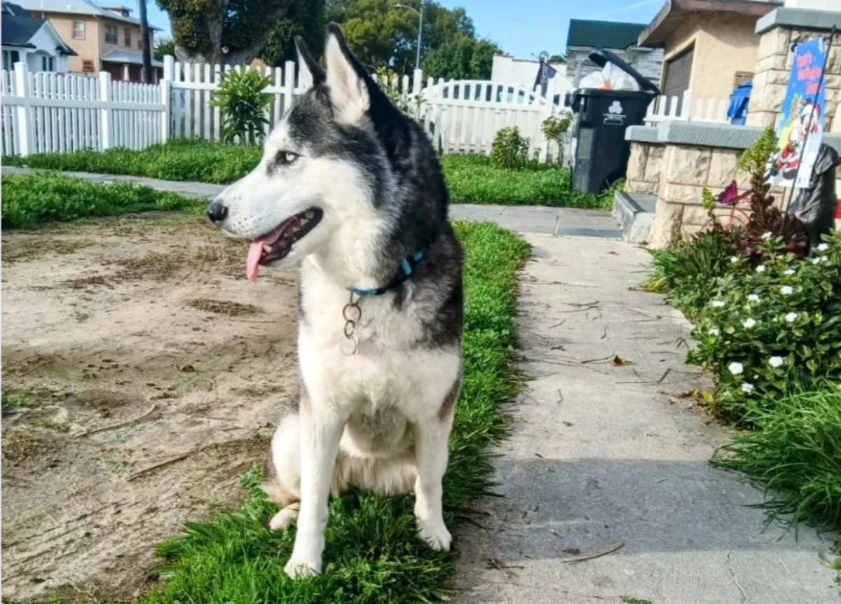 Help, My Dog Barks at Other Dogs and Won't Play, What Can I Do? - HubPages