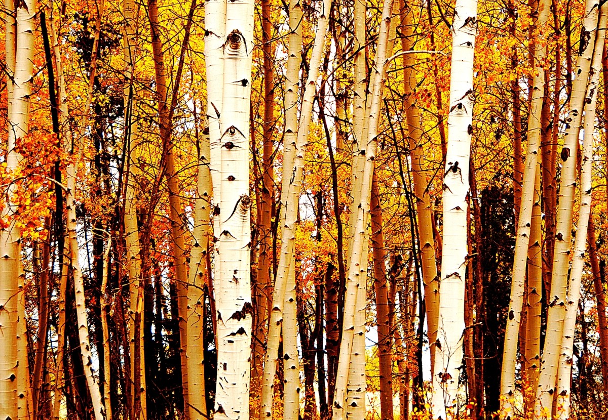 7 Types of Trees With White Bark - Dengarden