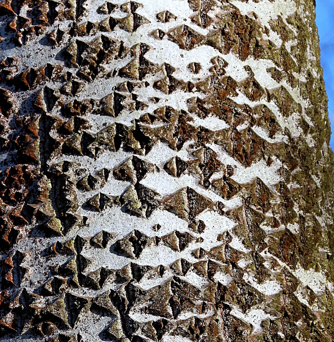 7 Types of Trees With White Bark - Dengarden