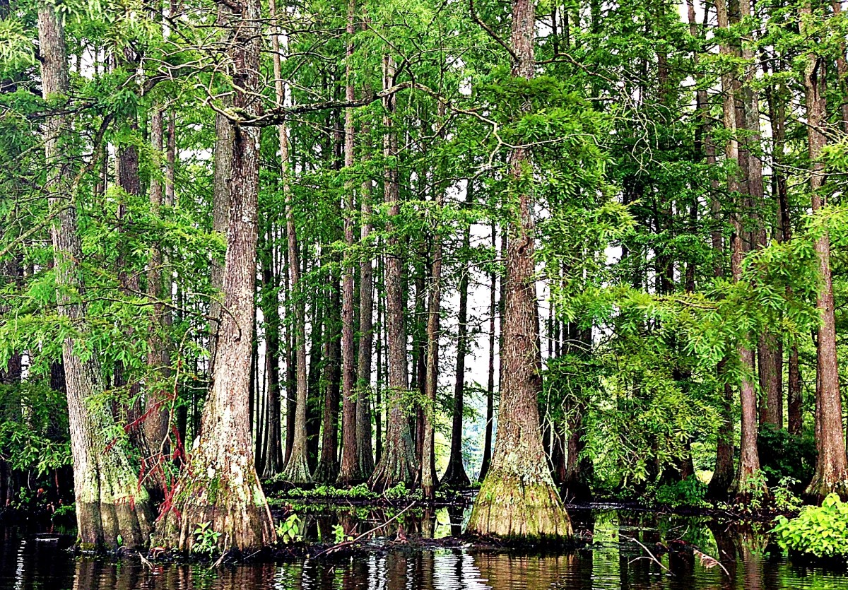 7 Types of Trees With White Bark - Dengarden