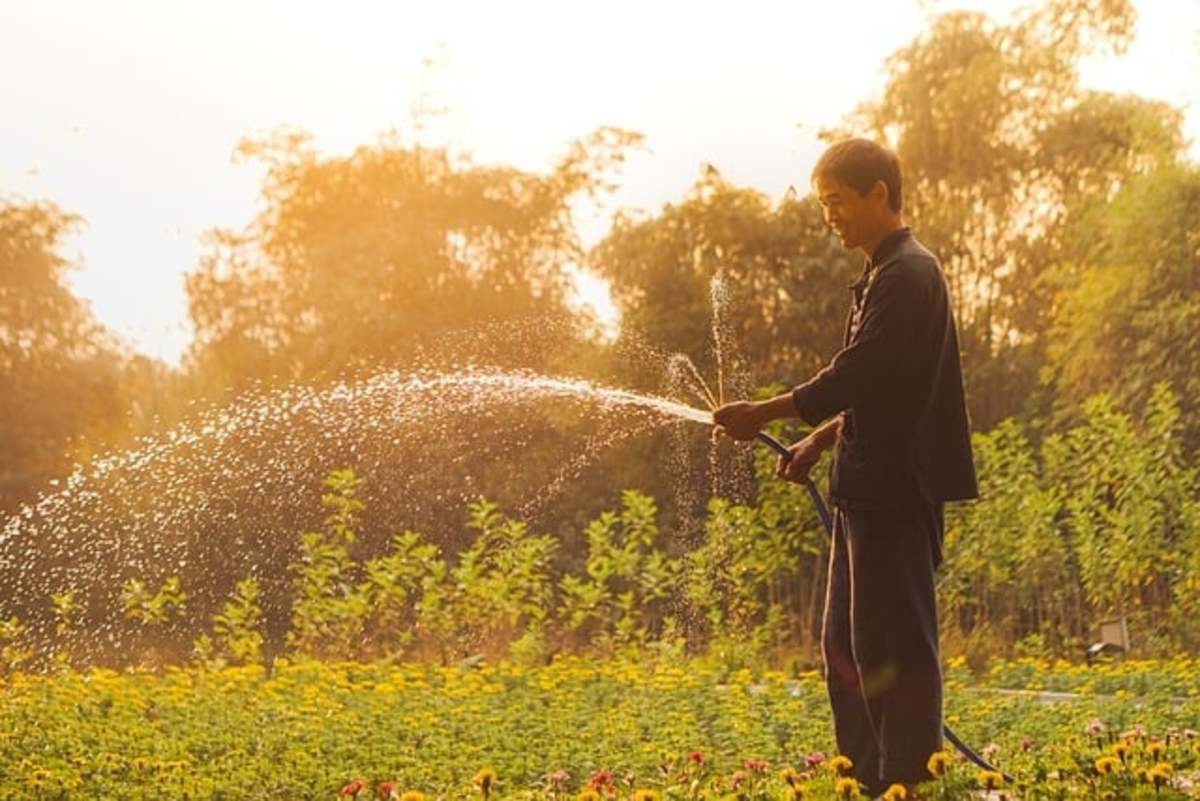 Where and How to Plant Trees to Avoid Heat - HubPages