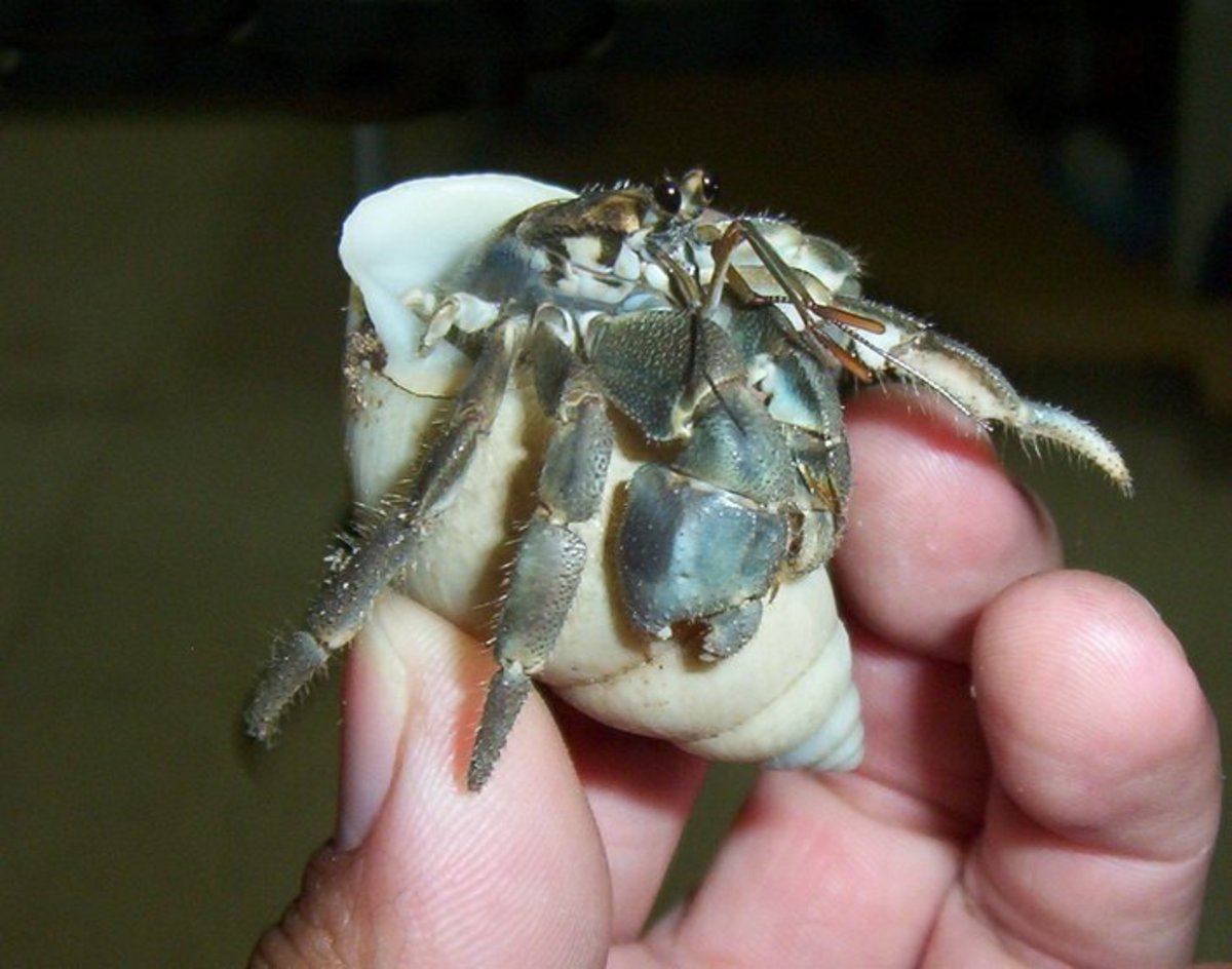 6 Common Pet Hermit Crab Species: Identification Guide - PetHelpful