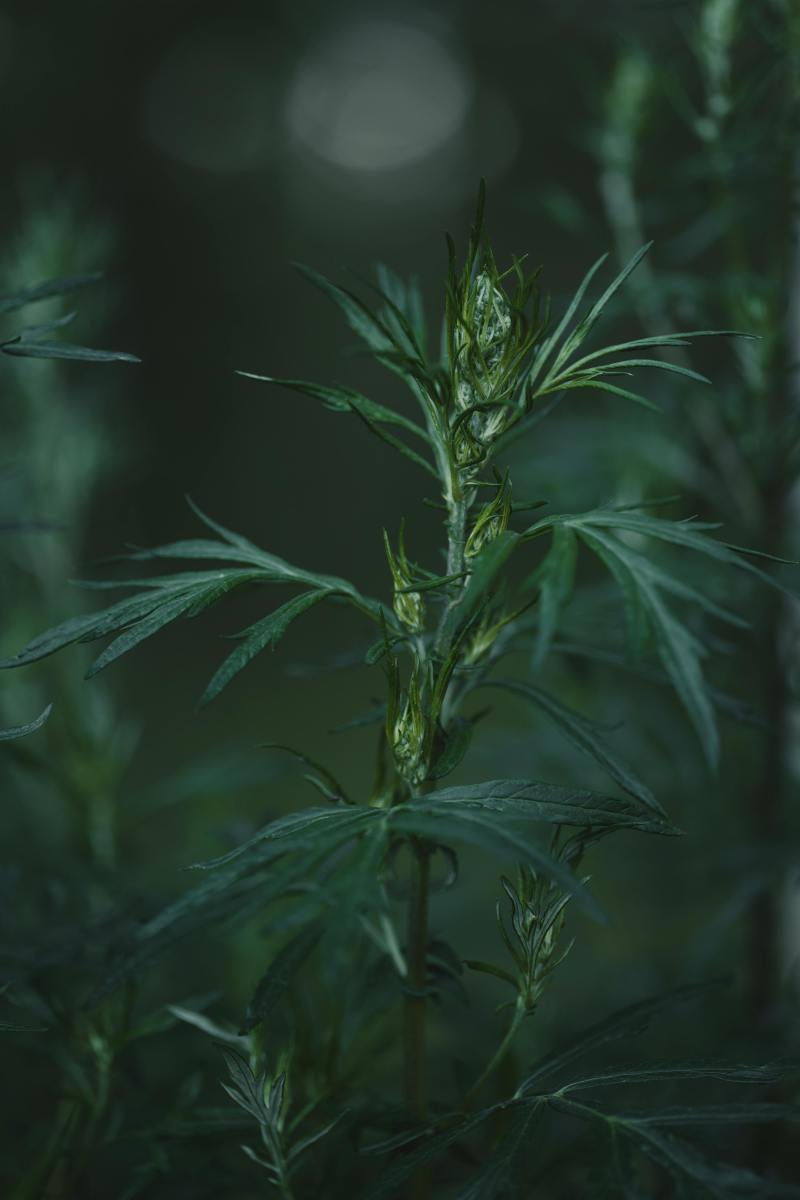 Hyssop: Bridging Ancient Wisdom and Modern Wellness - HubPages