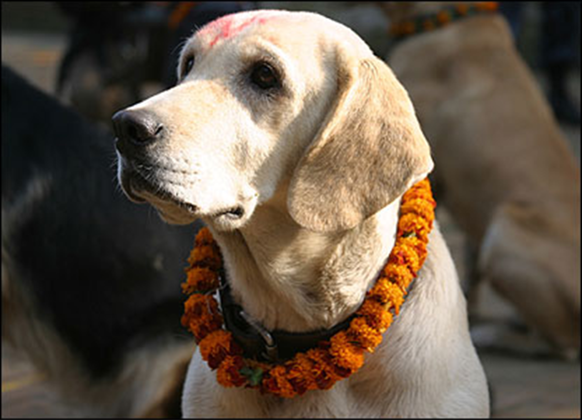 100+ Indian Names of Labrador Retriever (With Meanings) - HubPages