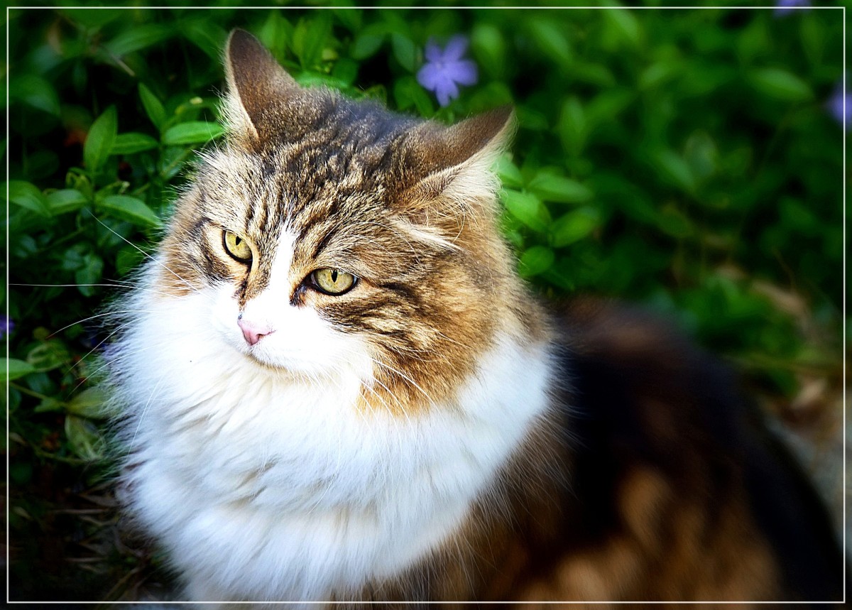 200+ Magical, Mystical Cat Names - HubPages