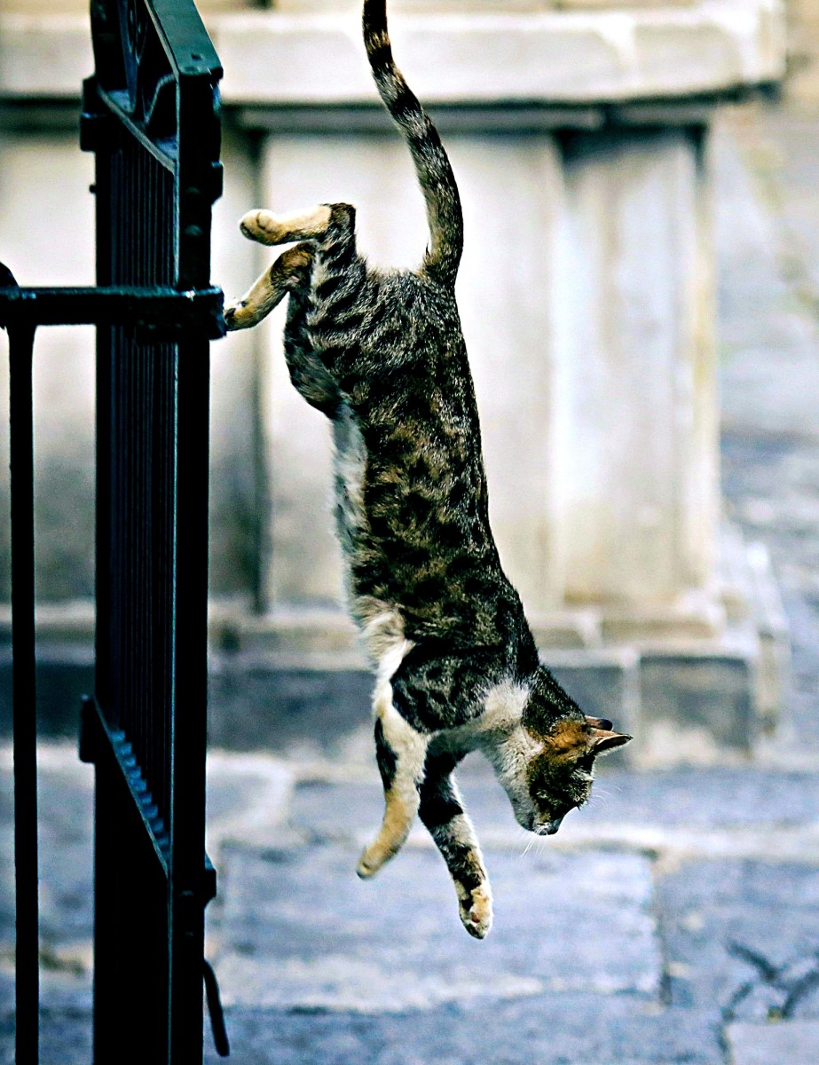 200+ Magical, Mystical Cat Names - HubPages