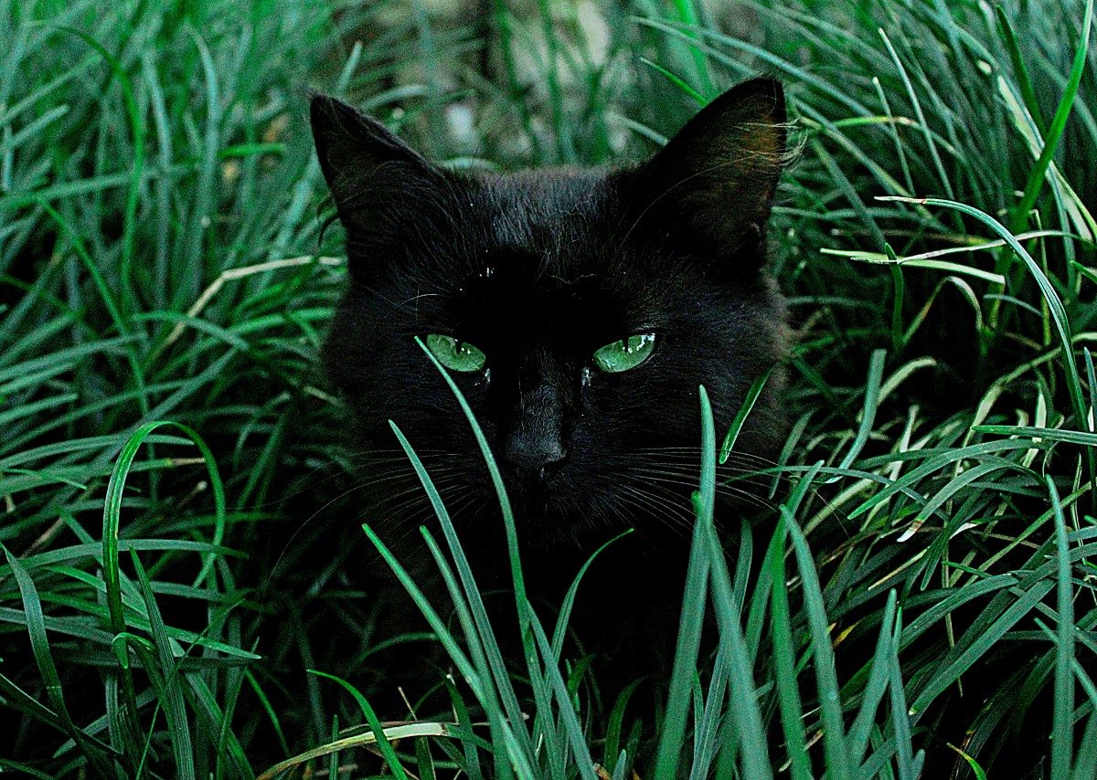 200+ Magical, Mystical Cat Names - HubPages