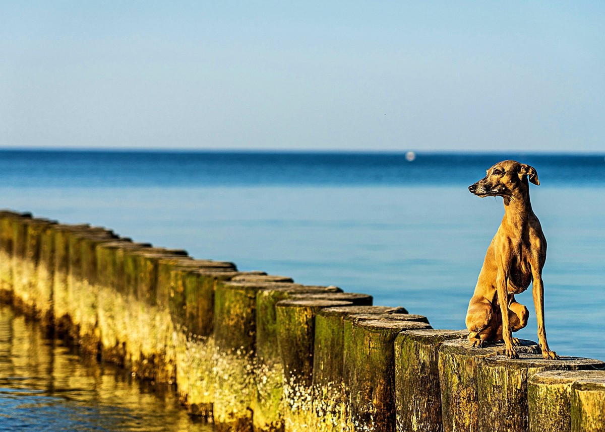 10 Low-Maintenance Large Dog Breeds - HubPages