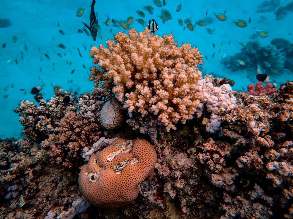 Dynamite vs Cyanide Fishing: What's the Difference? - HubPages