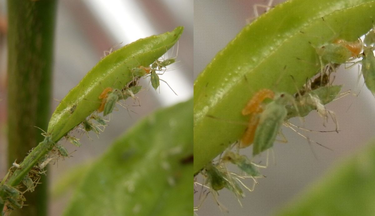 How to Control Greenhouse Aphids Without the Use of Pesticides - HubPages