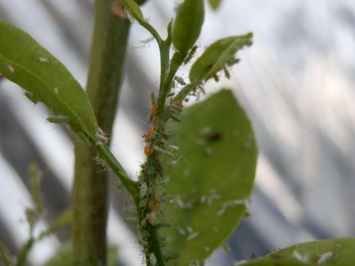 How to Control Greenhouse Aphids Without the Use of Pesticides - HubPages