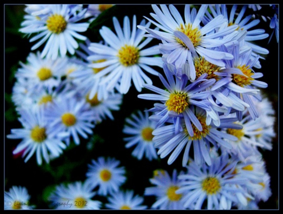 A Theme a Week Photography - Project 52 - 2012 Part II - HubPages