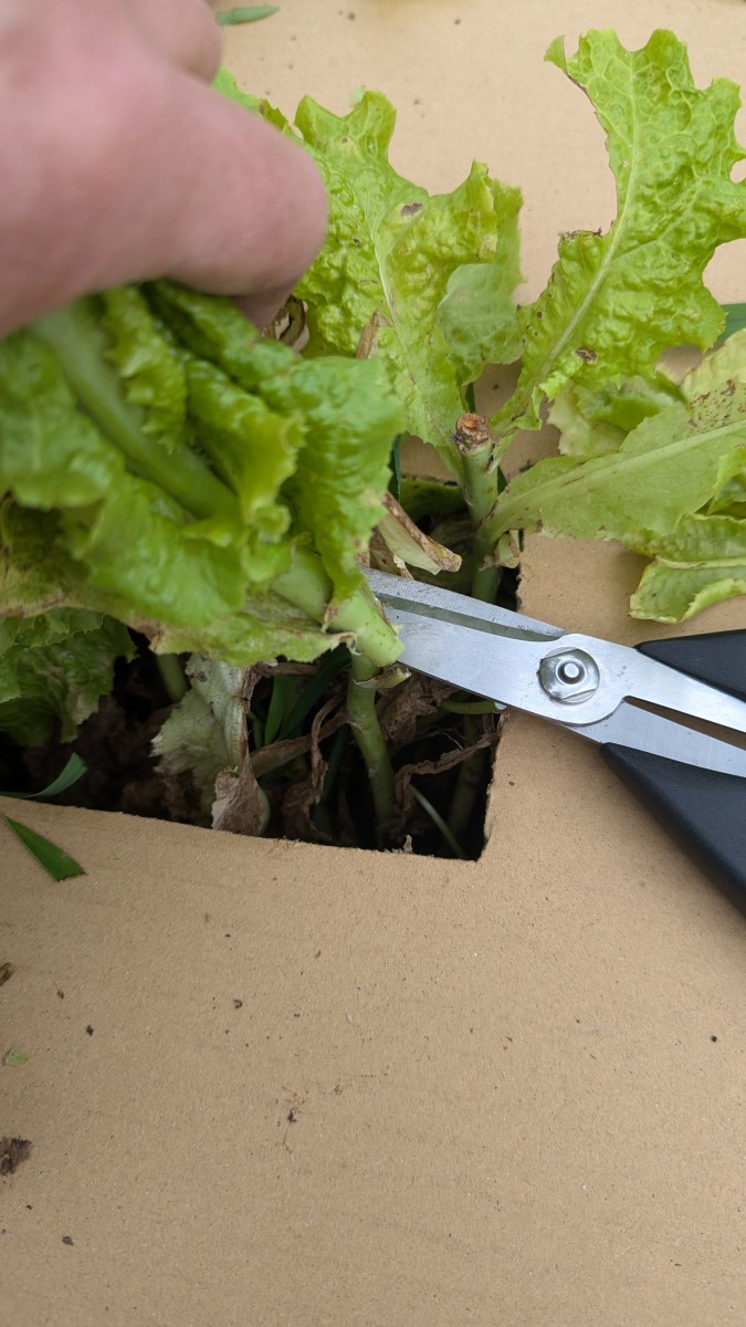 Lettuce Trimming - Cutting to Freshen - HubPages