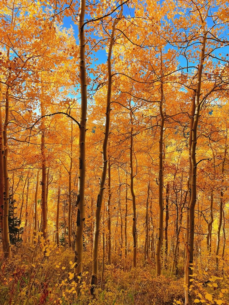 Top Spots for Utah's Fall Colors - HubPages
