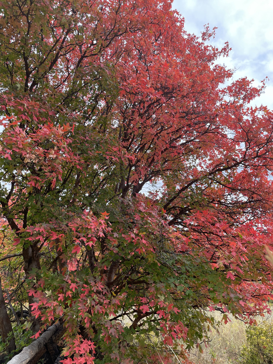 Top Spots for Utah's Fall Colors - HubPages