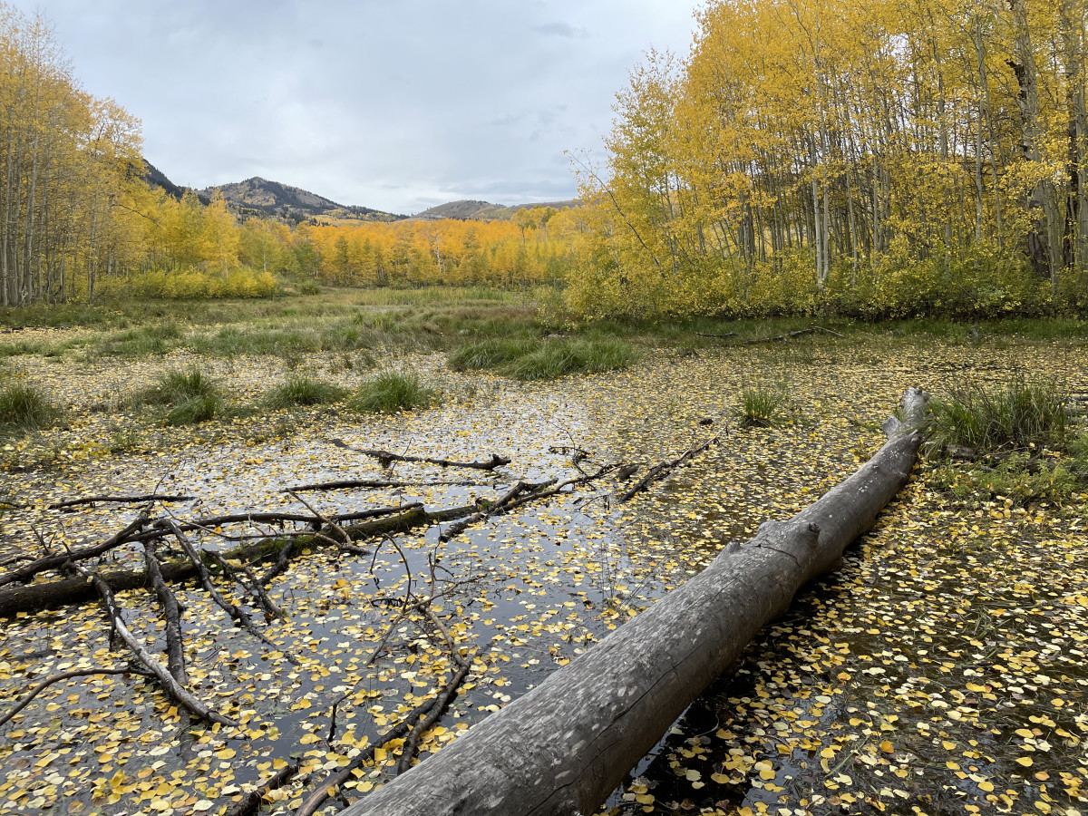 Top Spots for Utah's Fall Colors - HubPages