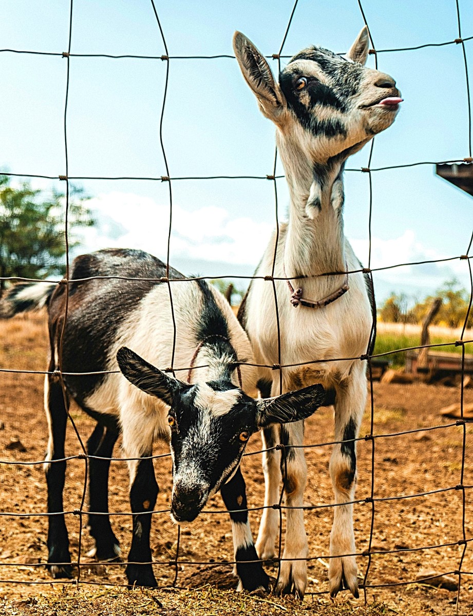 350+ Pet Goat Names (From Angus to Waffles) - HubPages