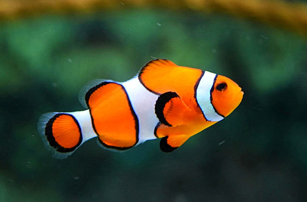 Fat Fish Names Misswhistle: A Very Big Fish