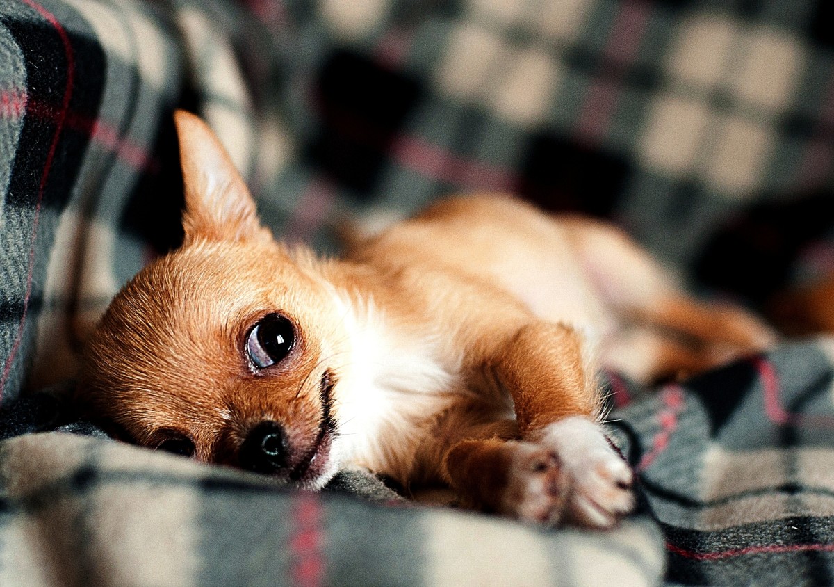 200 Best Small Dog Names - HubPages