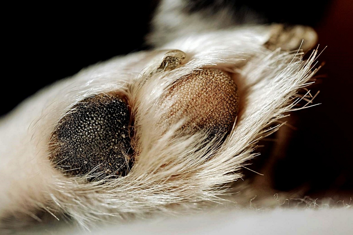What Is This Black Growth on My Dog's Paw? What to Do - PetHelpful