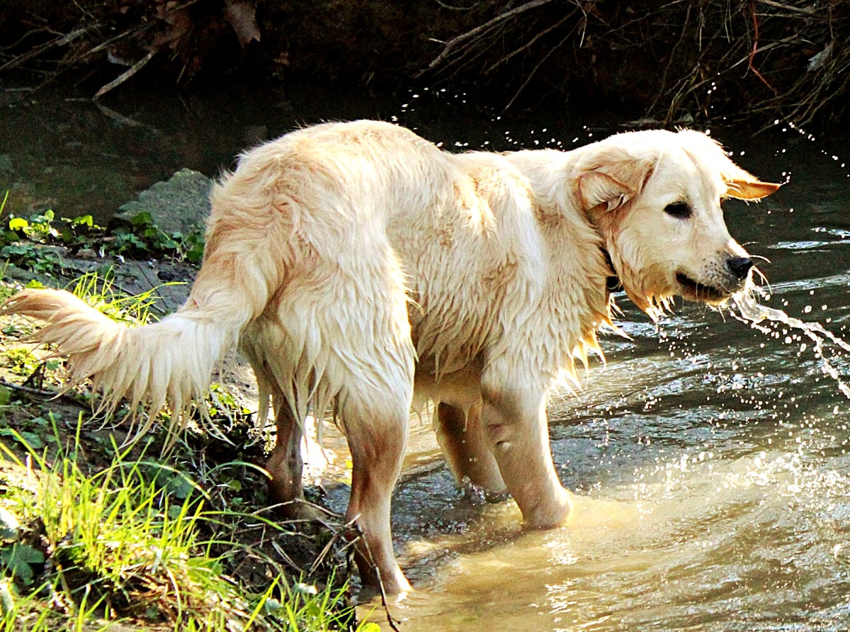 Male Dog Names And Meanings Pin On Dog Names