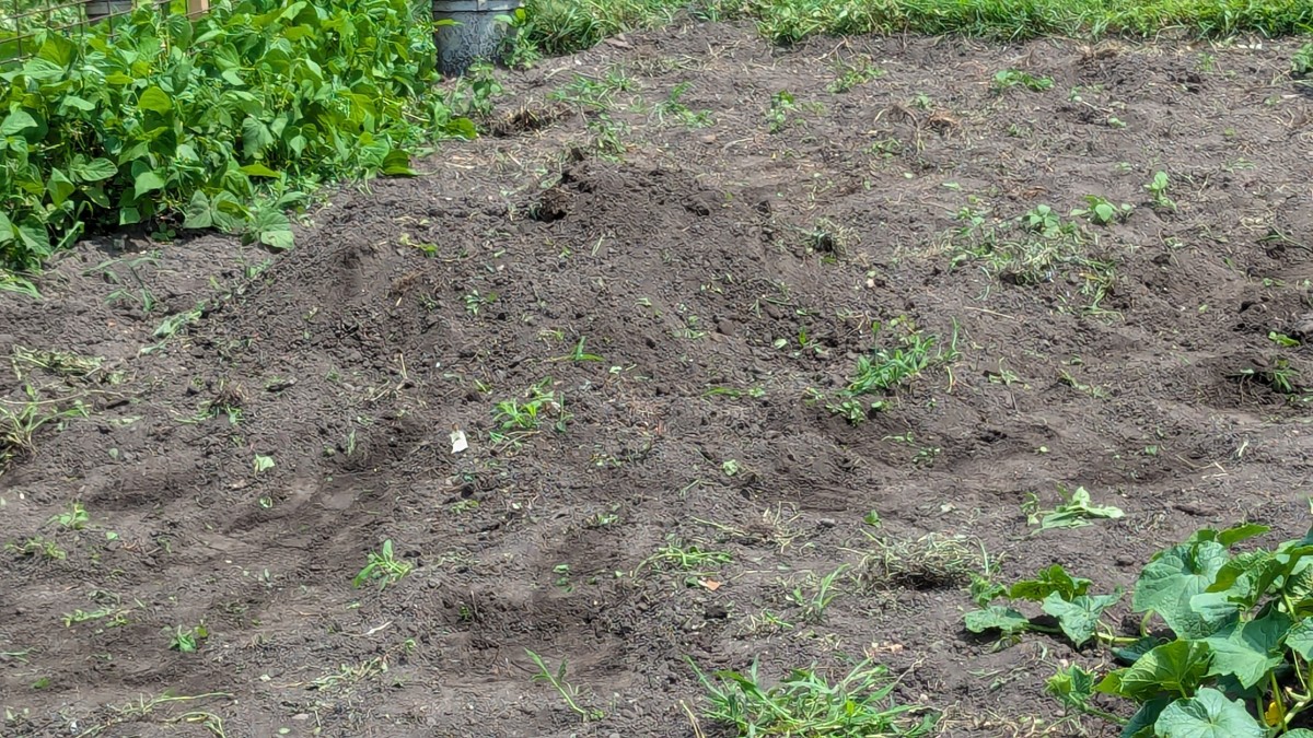 Chicken Poop from a Coop for Garden Use - HubPages