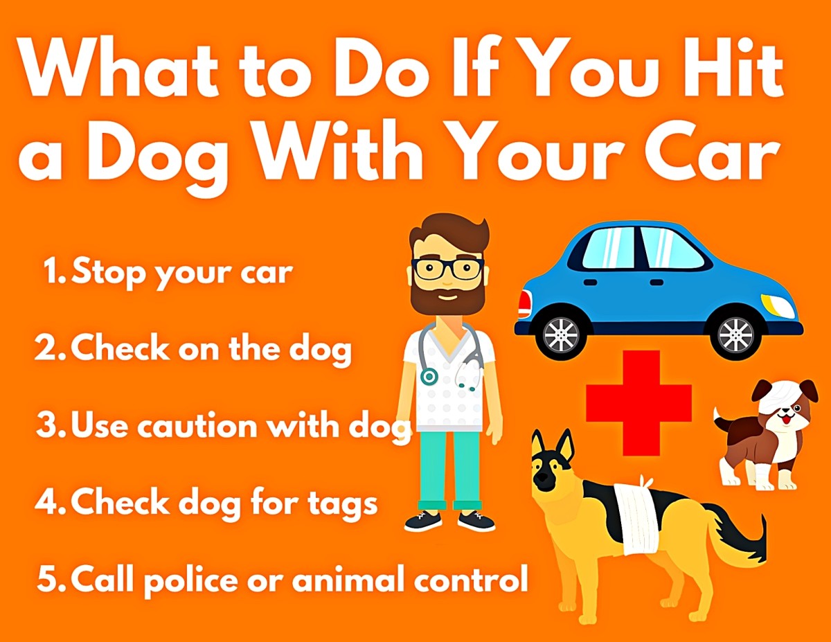 I Hit a Dog With My Car: What Am I Legally Required to Do? - HubPages