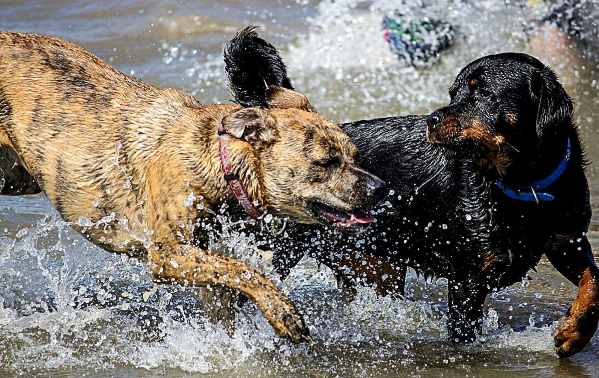 230 Strong Names for Female Guard Dogs - HubPages