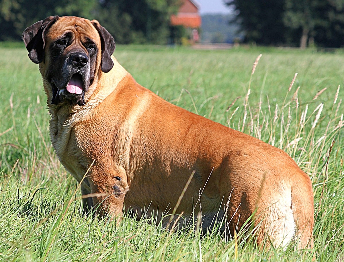 230 Strong Names for Female Guard Dogs - HubPages