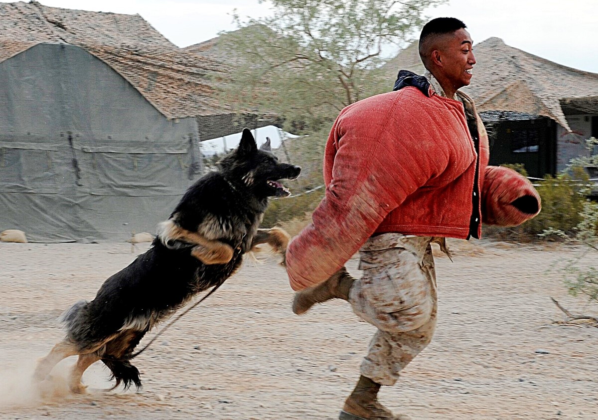 230 Strong Names for Female Guard Dogs - HubPages