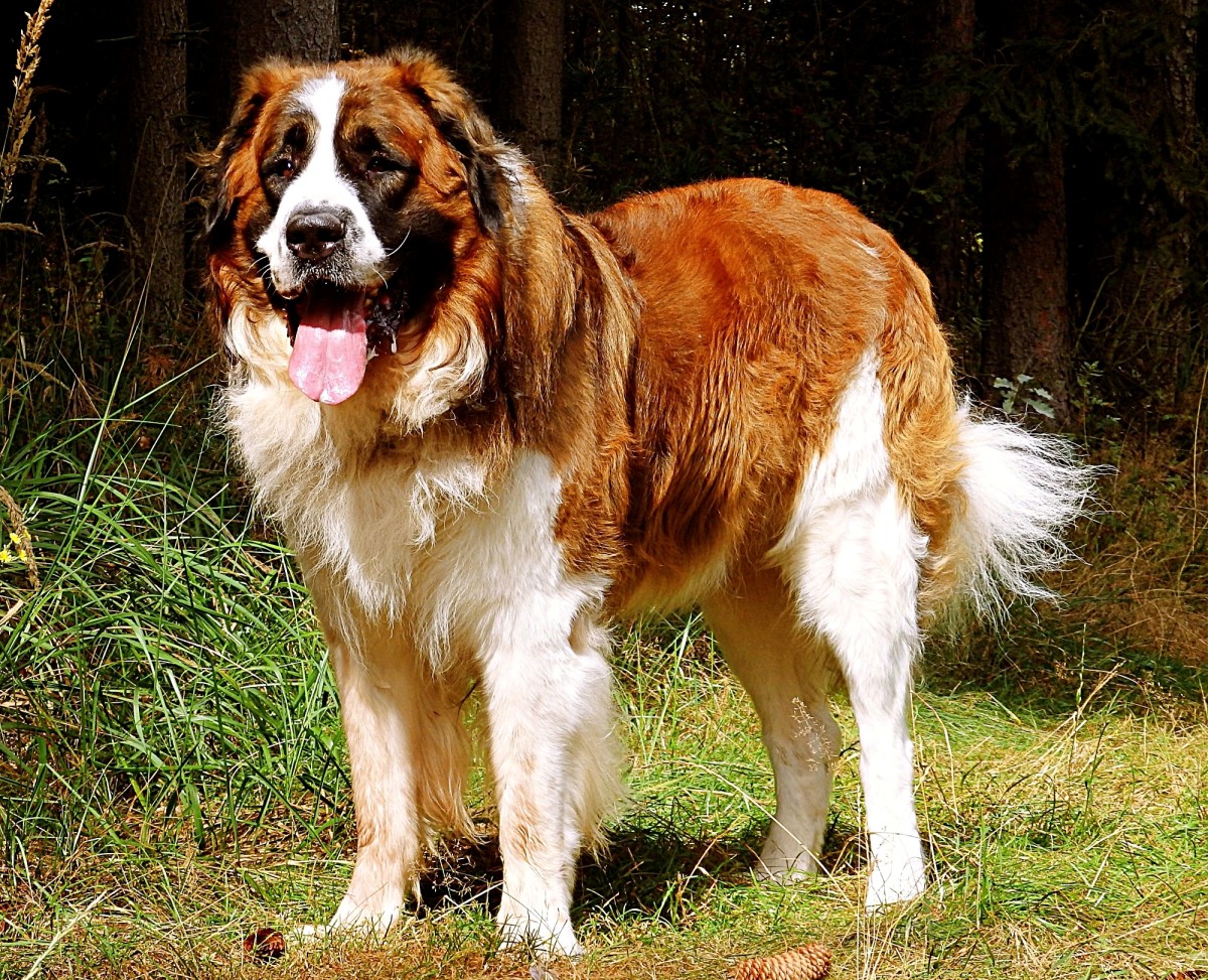 230 Strong Names for Female Guard Dogs - HubPages