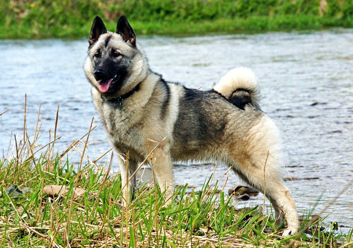 230 Strong Names for Female Guard Dogs - HubPages