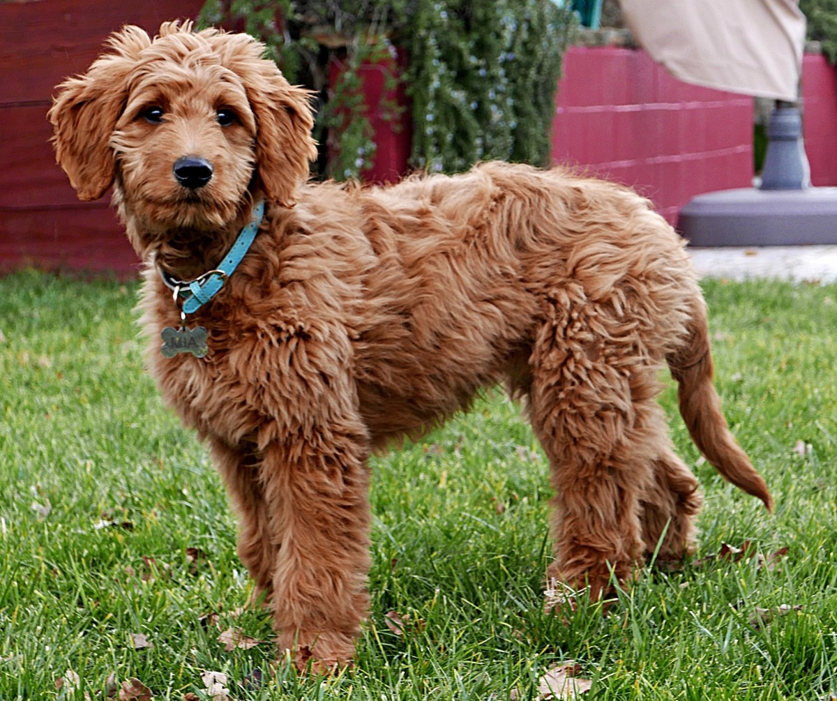 21 Most Popular Poodle Mix Dog Breeds - HubPages