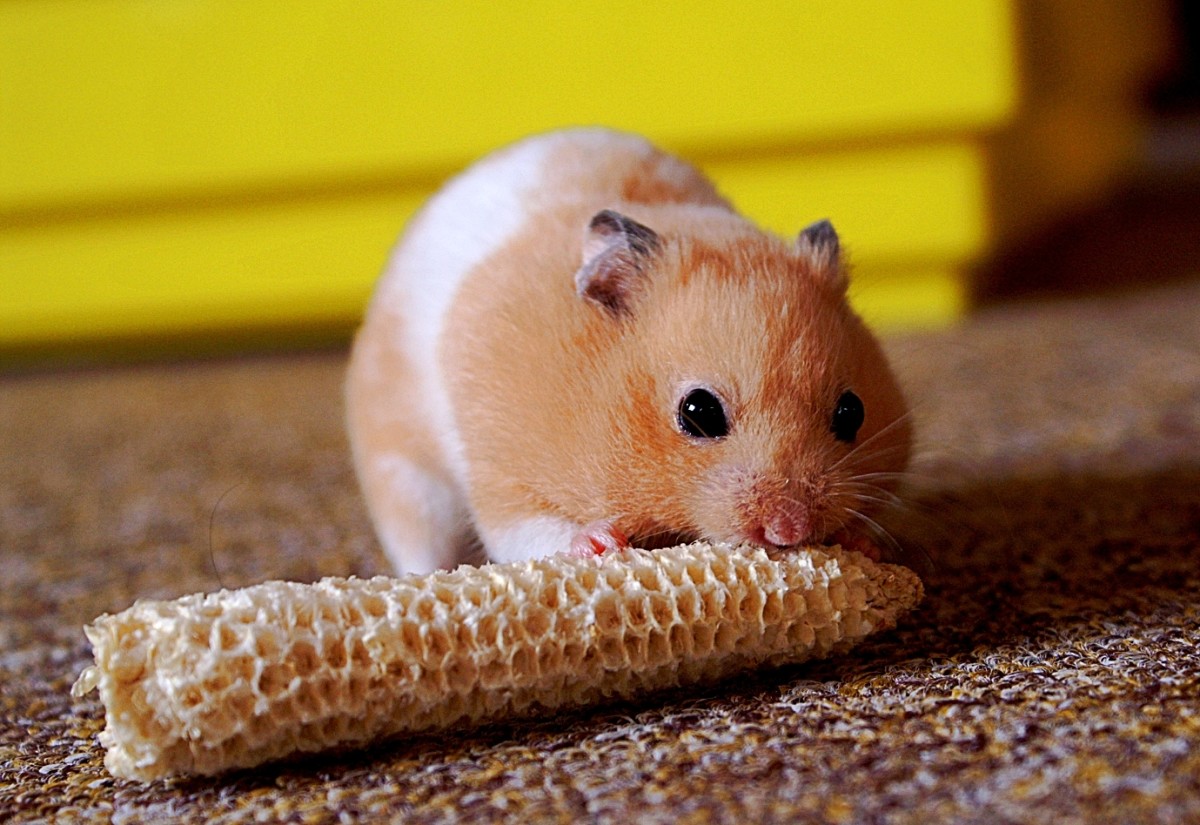 11 Causes of Sudden Death in Hamsters - HubPages