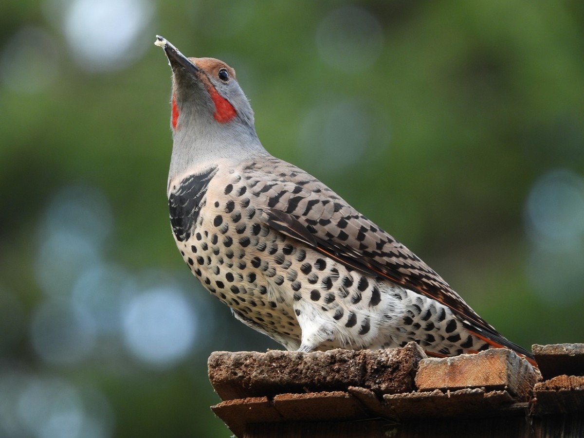 Five Unique Bird Tongues - HubPages