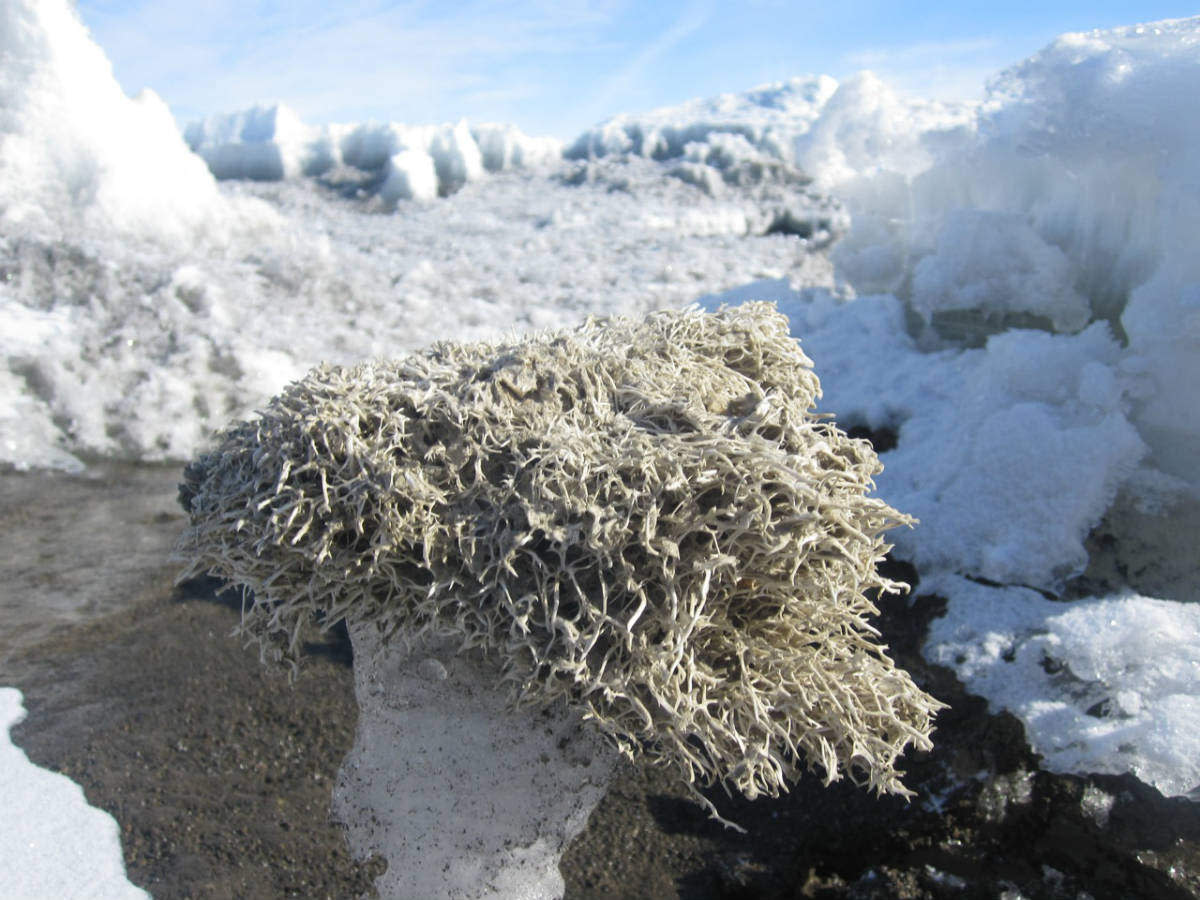 The White Continent, A Sleeping Giant Called Antarctica - HubPages