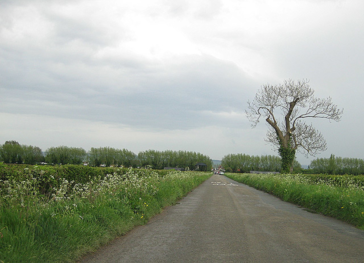 Slimbridge Wetland Centre: A Visitors Guide - HubPages
