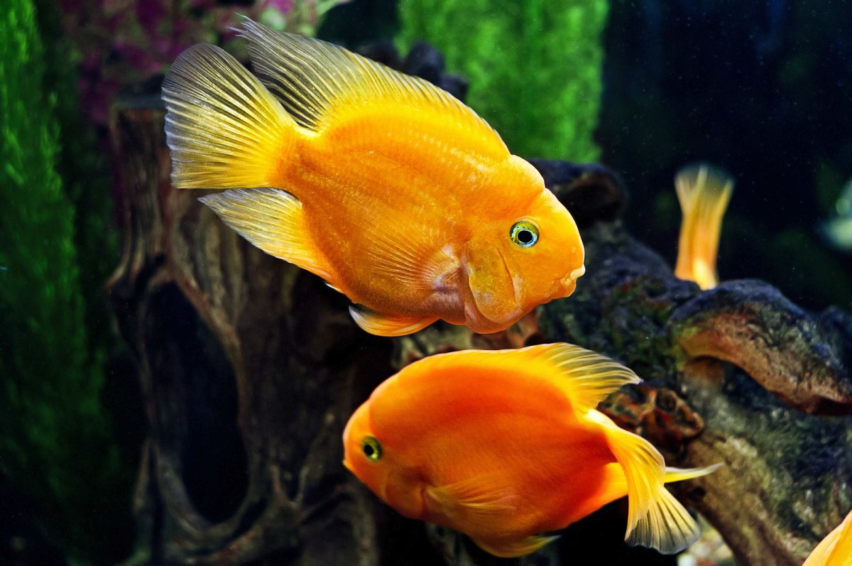 21 Most Colorful Freshwater Aquarium Fish - HubPages