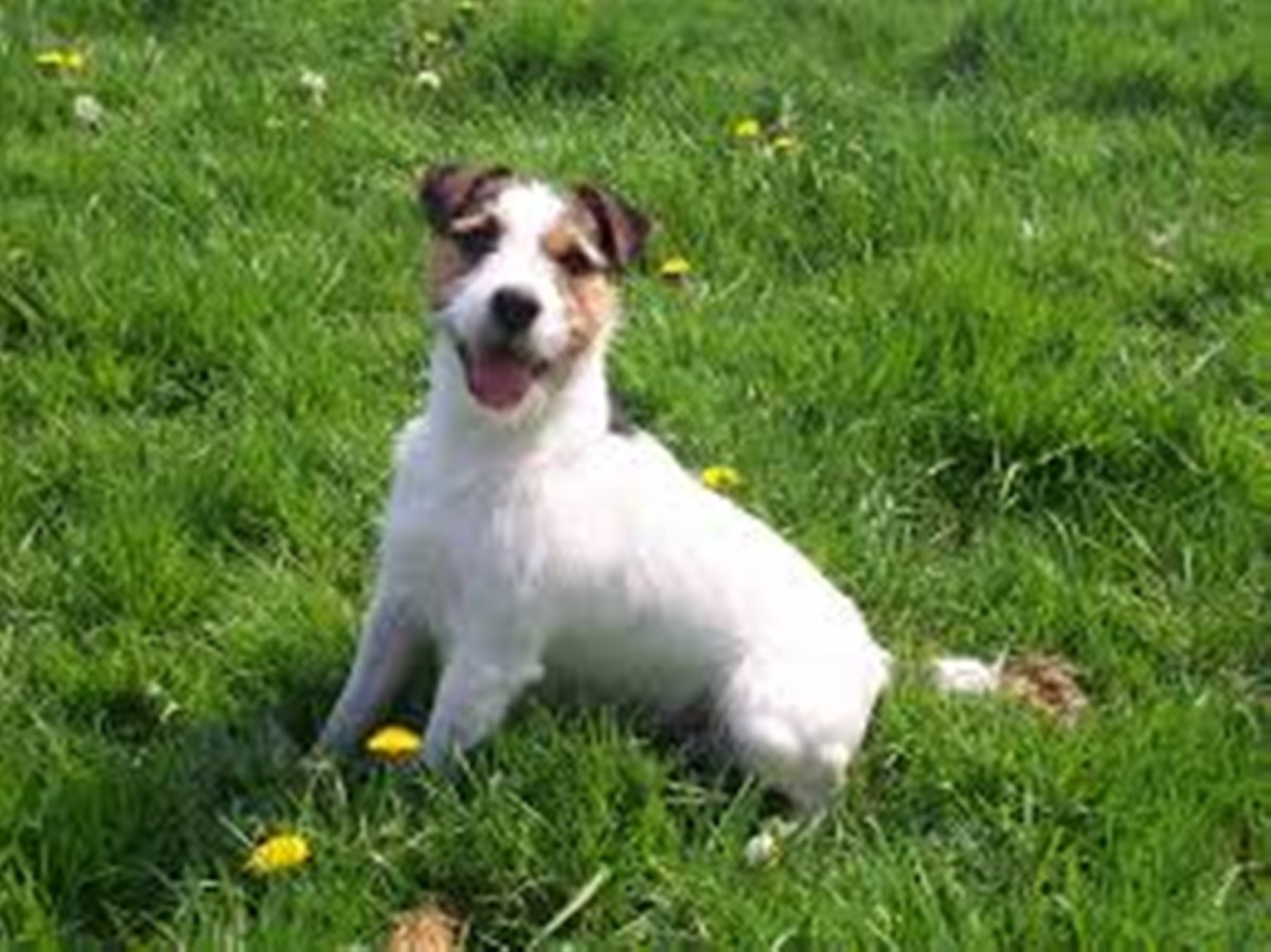How Reuniting Lost Dogs with their Owners Produces Mixed Reactions ...