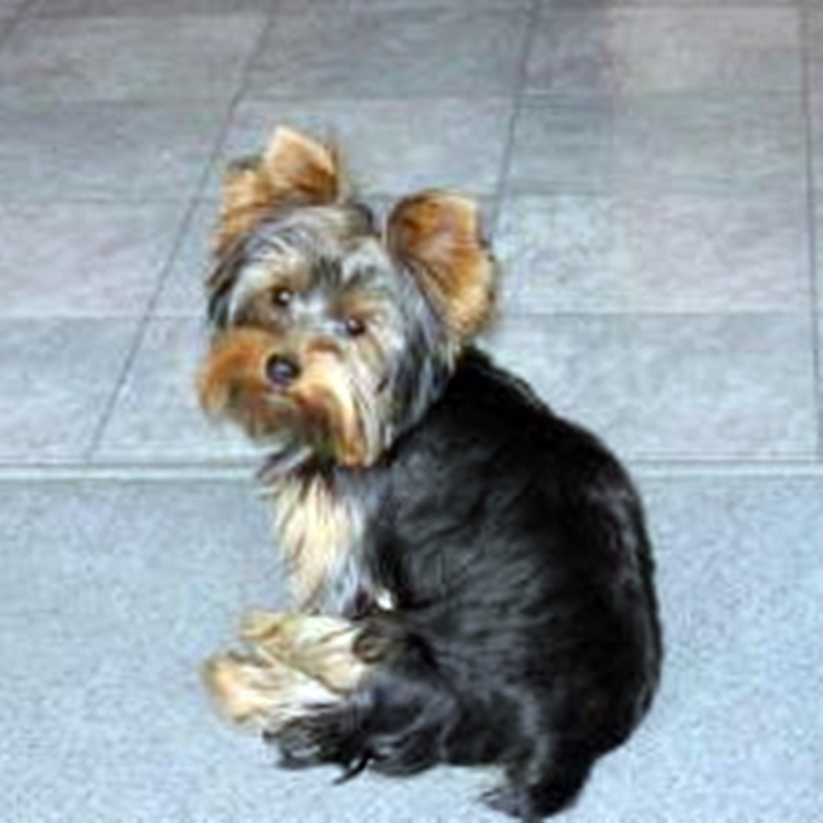 How Reuniting Lost Dogs with their Owners Produces Mixed Reactions ...