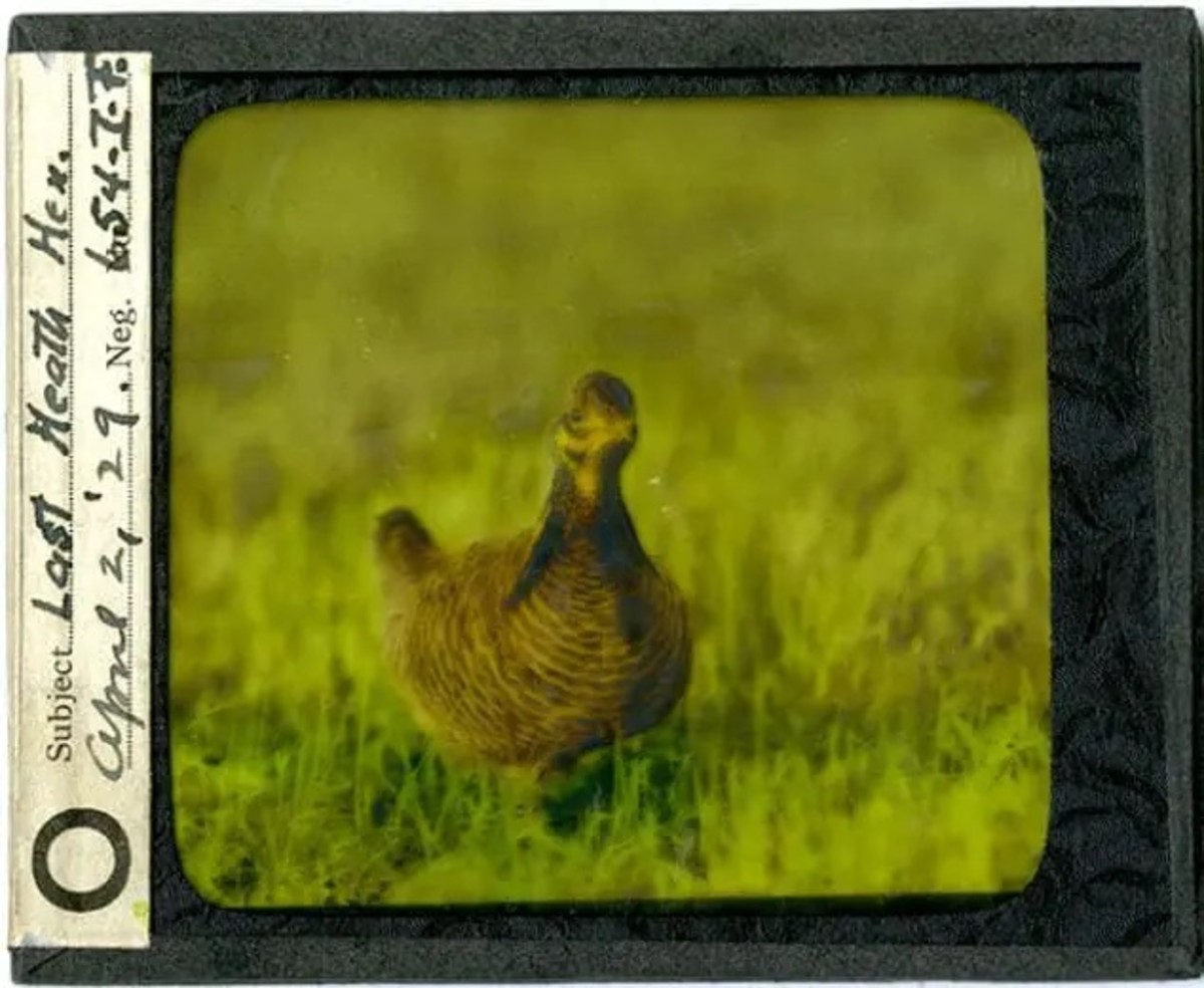 Heath Hens: Booming Ben and the End of a Species - HubPages