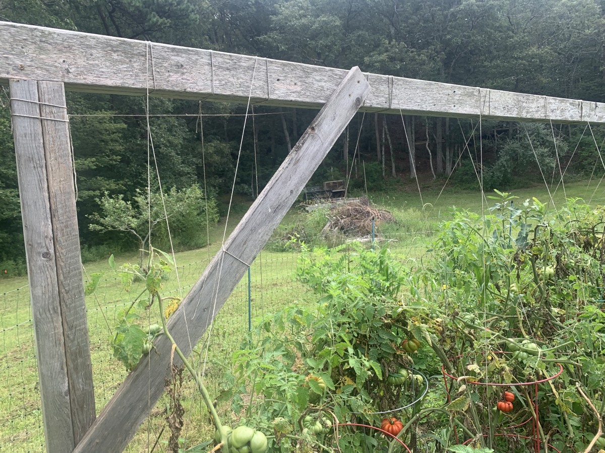 Tomato Cages - Building or Buying Tomato Cages - HubPages