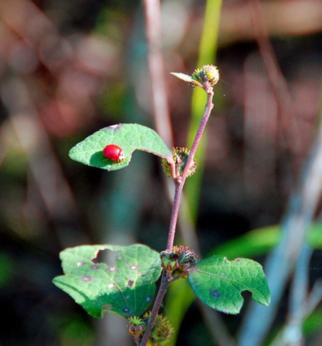 Take a Nature Walk on the Peace River in Wauchula Florida. - HubPages
